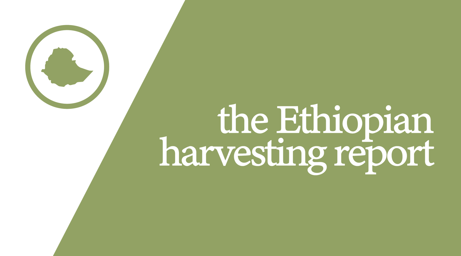 Get to Know the Altieri Farm, Our Direct Supplier of Panama Coffee